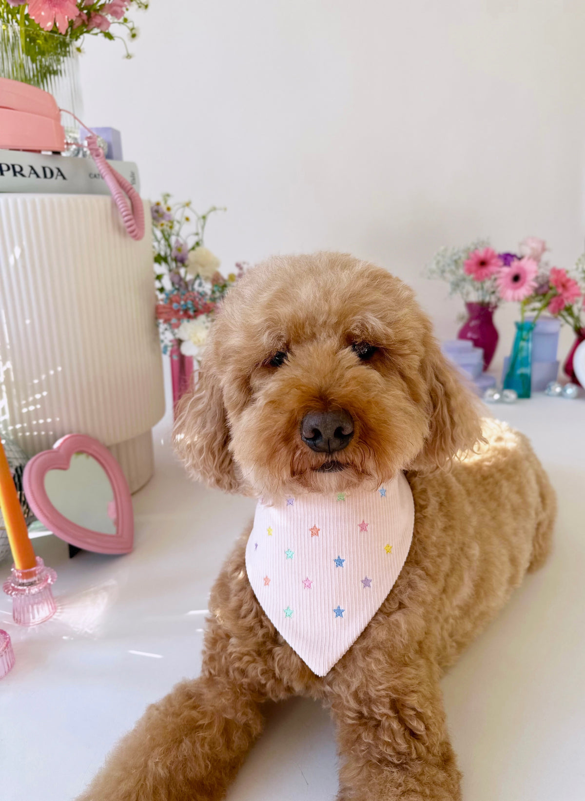 Lunaa is a lifestyle brand that is designed for you and your pup.